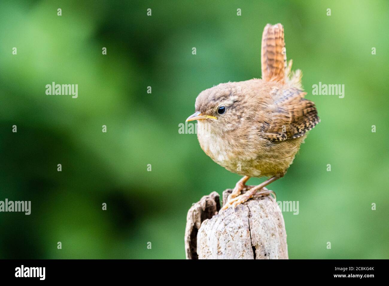 Wren fledgling hi-res stock photography and images - Alamy