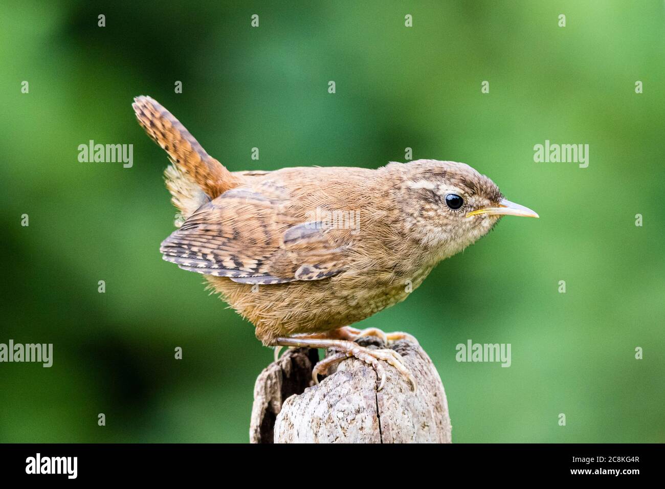 Wren foraging hi-res stock photography and images - Alamy