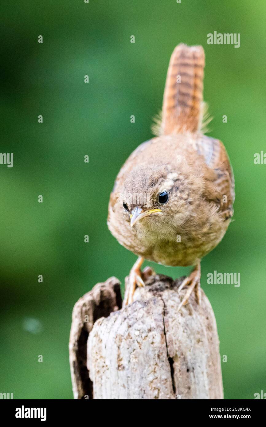 Wren foraging hi-res stock photography and images - Alamy