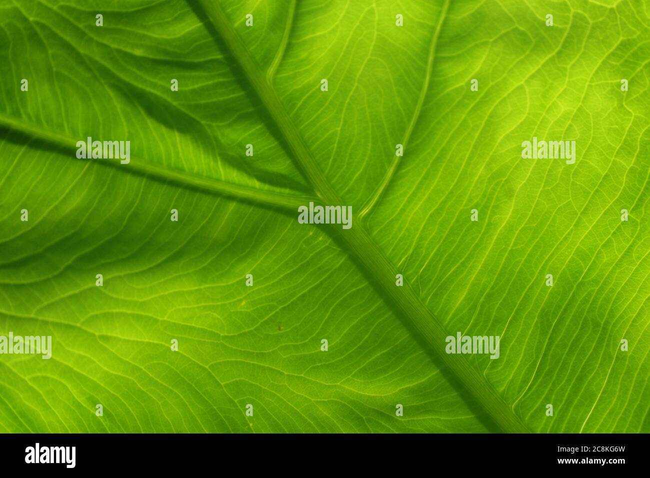 The glow of the sun on a backlit Elephant Ear Plant Stock Photo - Alamy