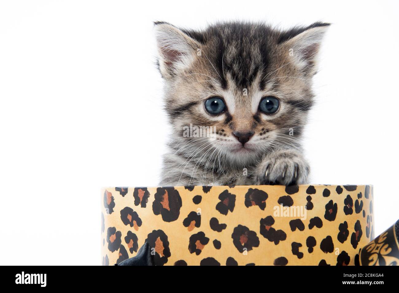 Cute baby tabby kitten in a box isolated on white background Stock ...