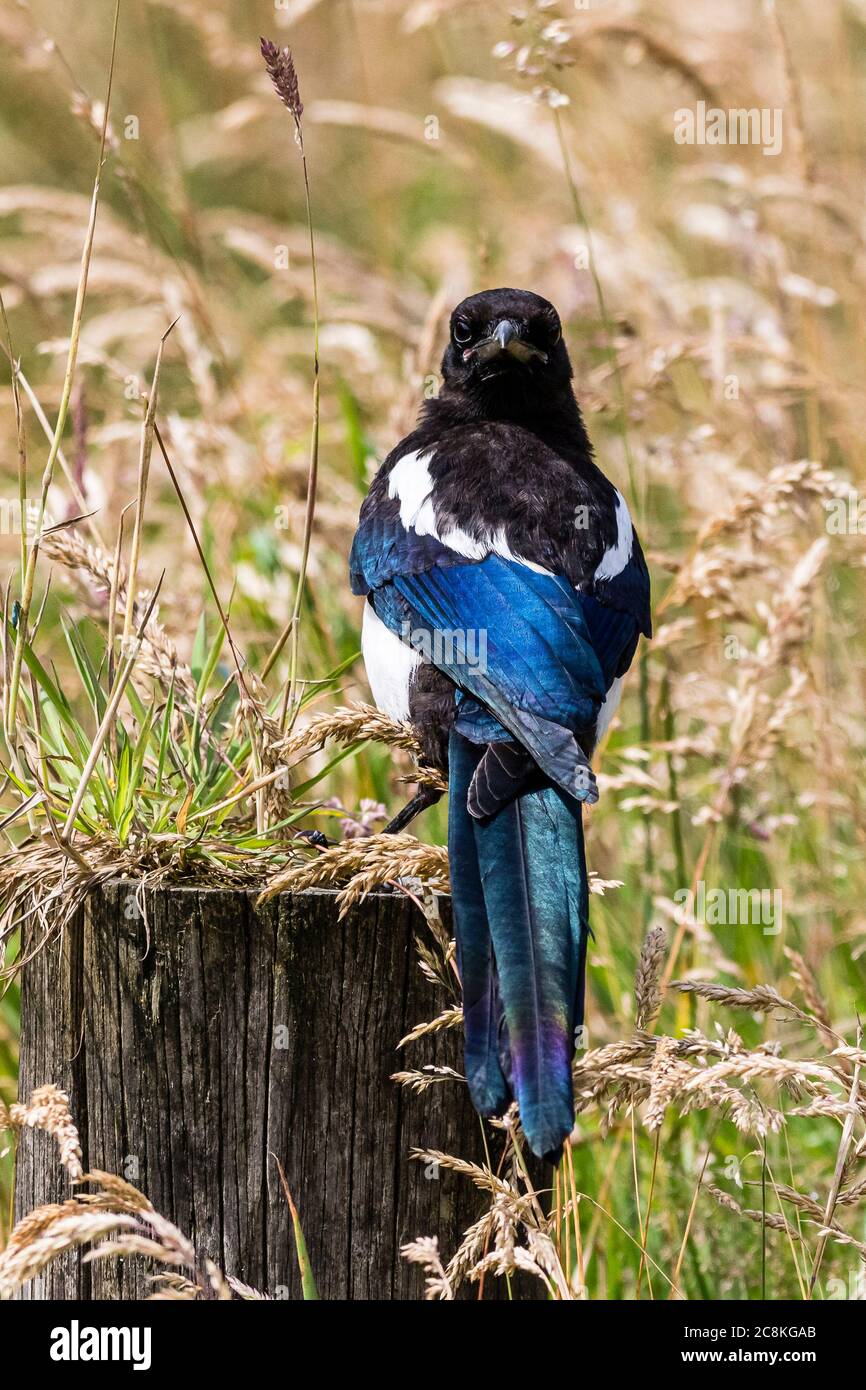 Young Magpie High Resolution Stock Photography and Images - Alamy