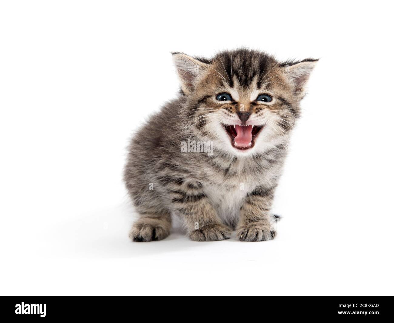 Cute baby tabby kitten crying isolated on white background Stock Photo ...