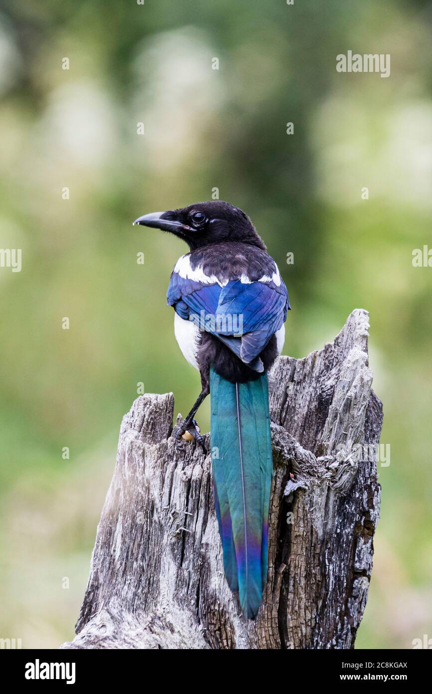 Young magpie hi-res stock photography and images - Alamy