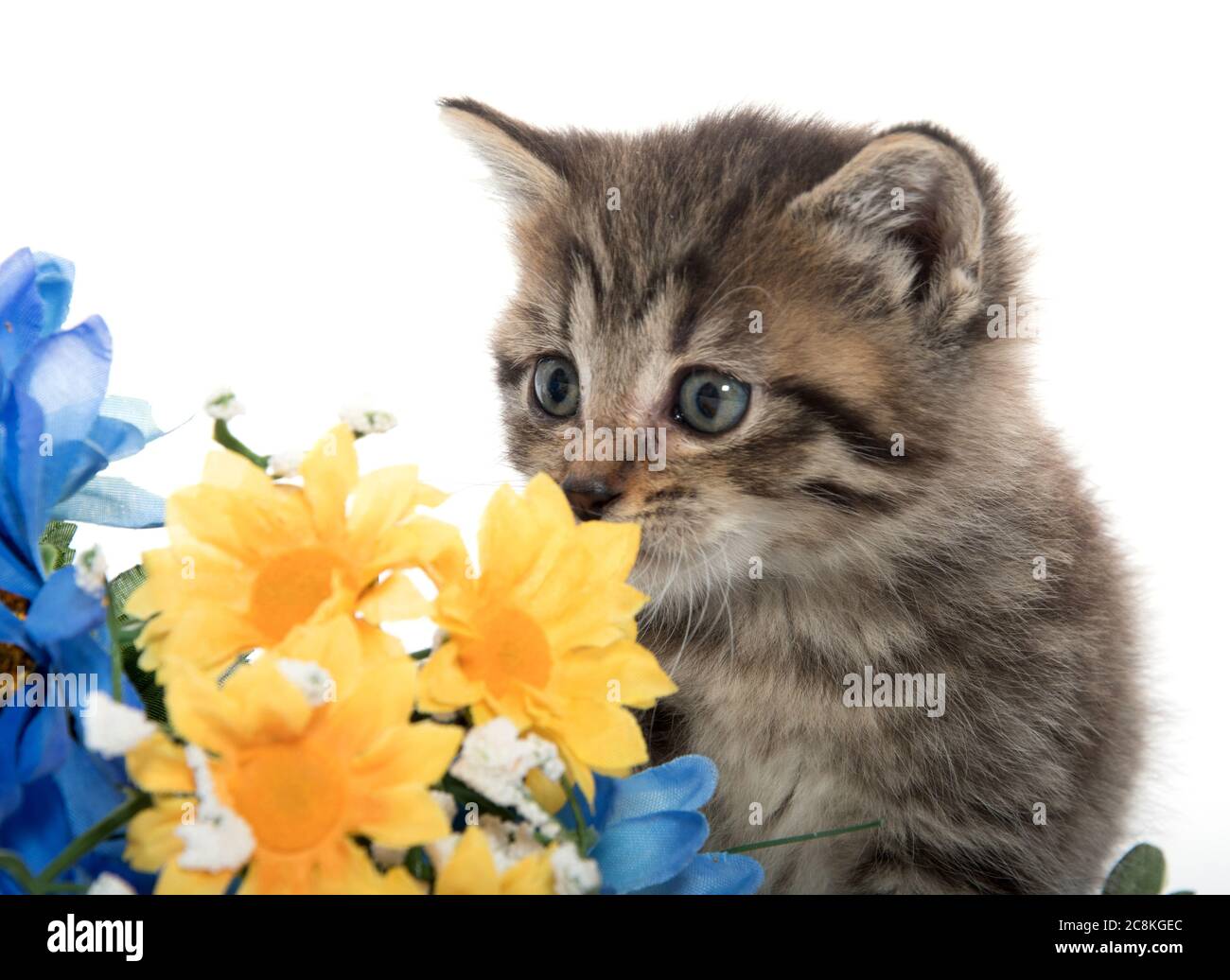 Cute baby tabby kitten with yellow and blue flowers isolated on white ...