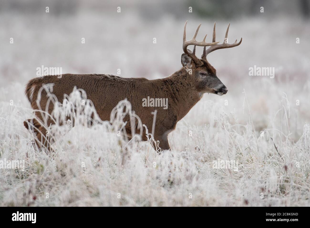 Large white-tailed deer buck in a frost covered meadow at first light ...