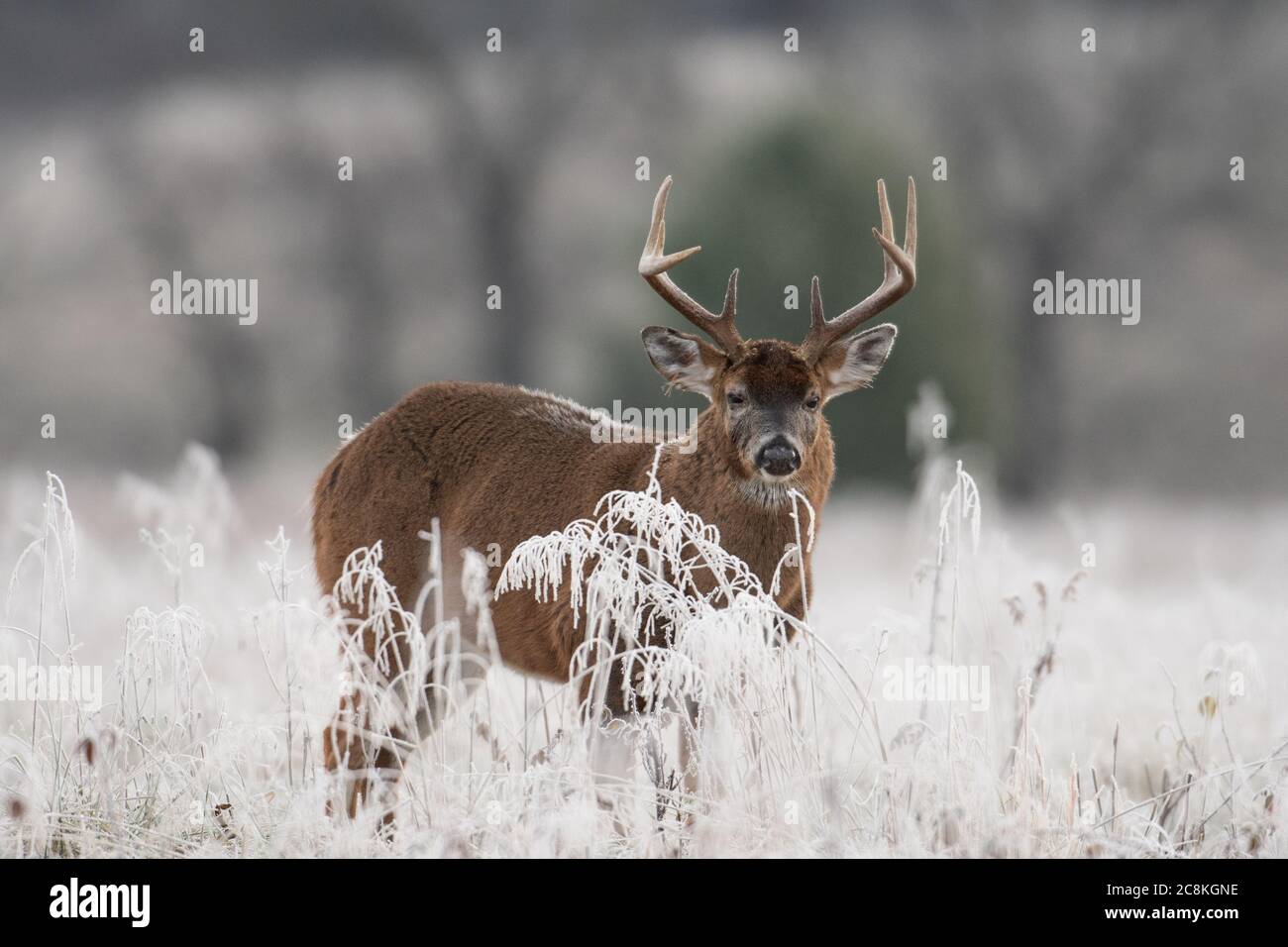 Whitetail deer buck frost hi-res stock photography and images - Alamy