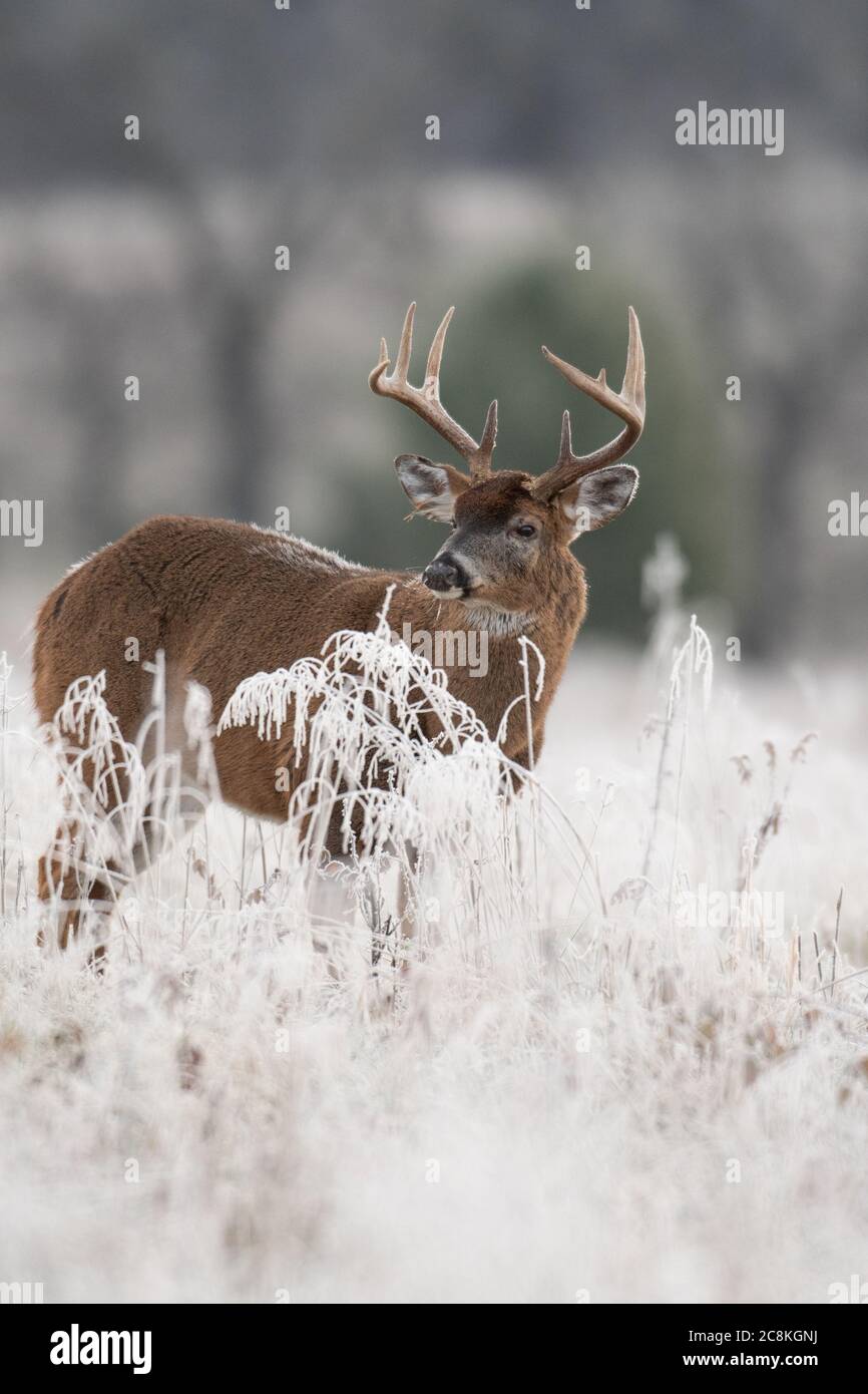Whitetail deer buck frost hi-res stock photography and images - Alamy