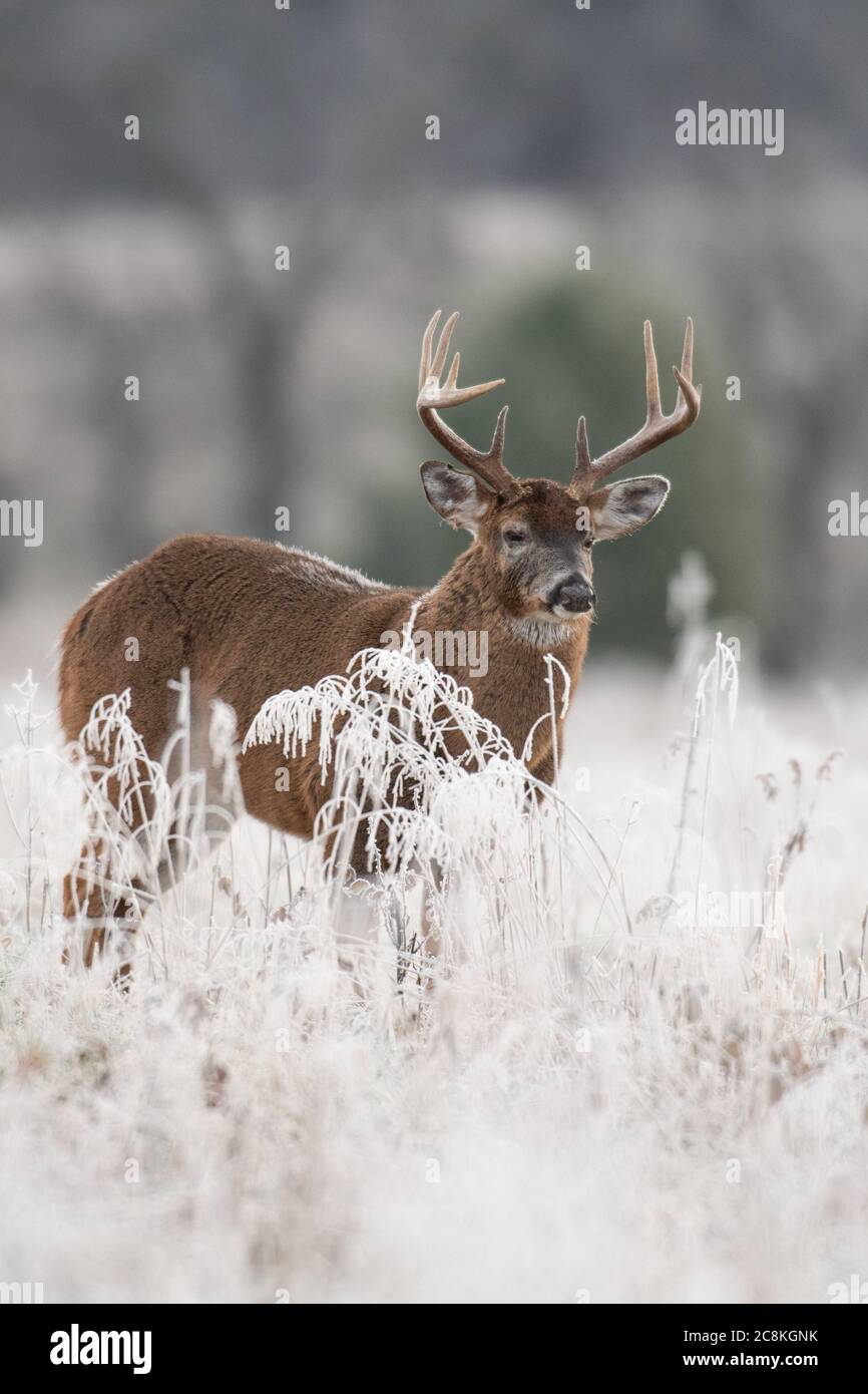 Whitetail deer buck frost hi-res stock photography and images - Alamy