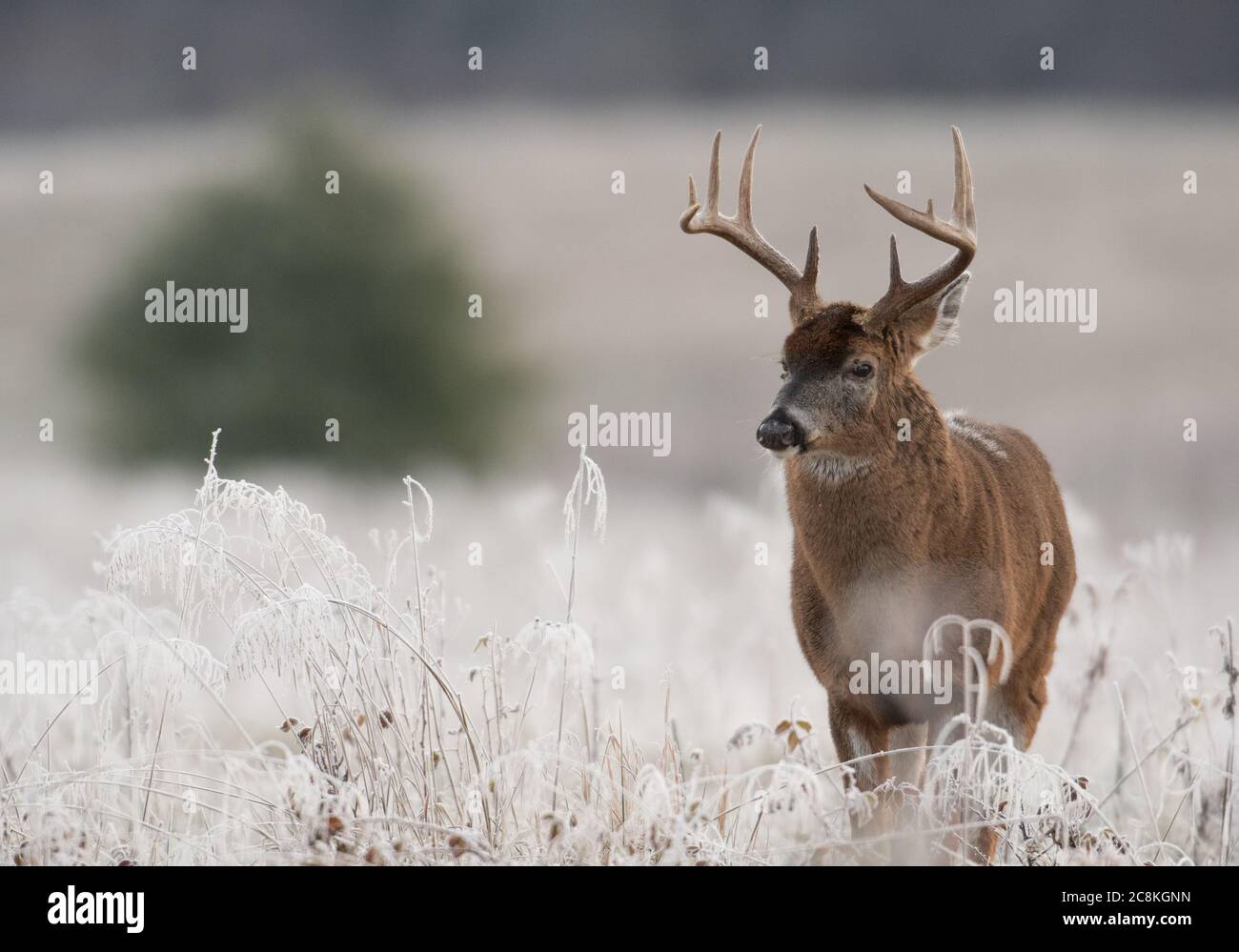 Whitetail deer buck frost hi-res stock photography and images - Alamy