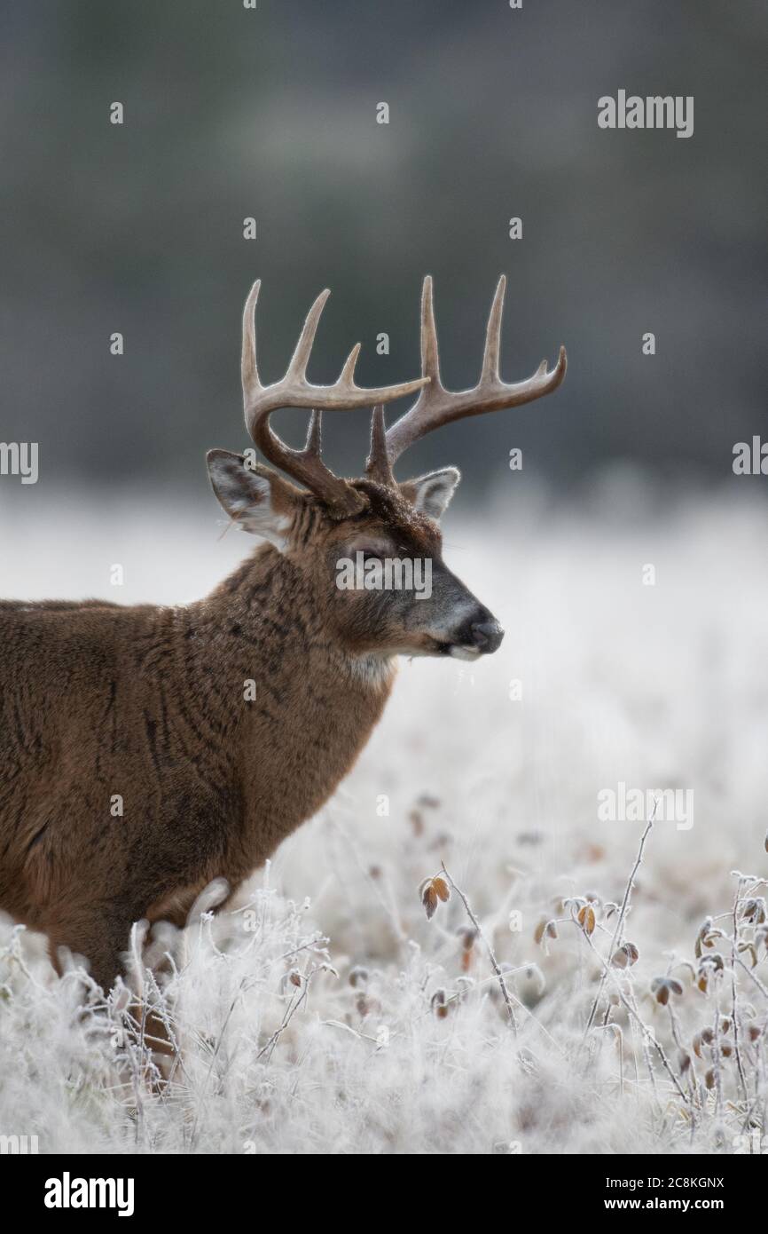 Whitetail deer buck frost hi-res stock photography and images - Alamy