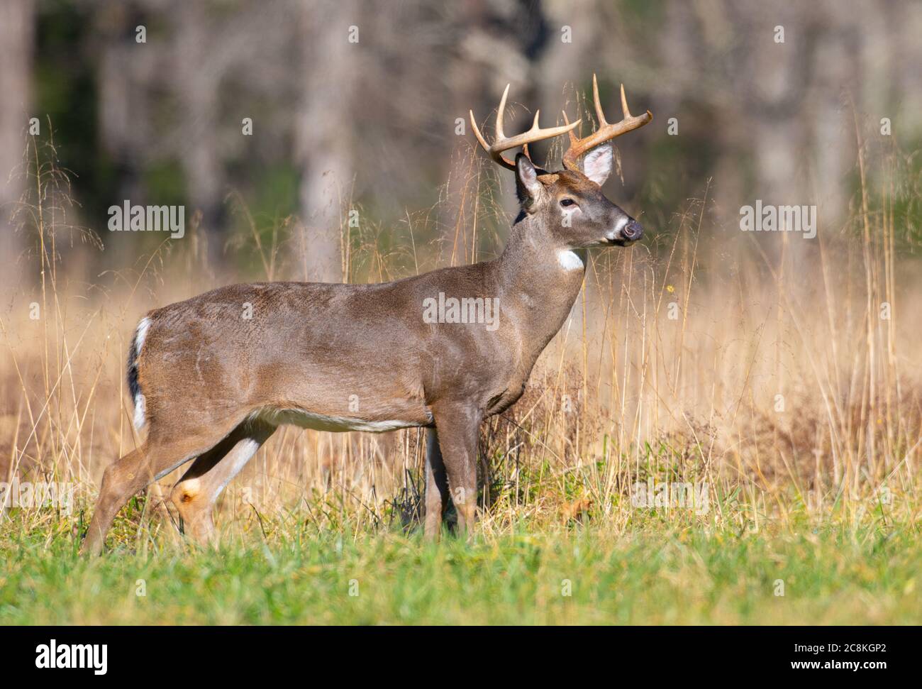 Trophy whitetail buck deer tennessee hi-res stock photography and ...