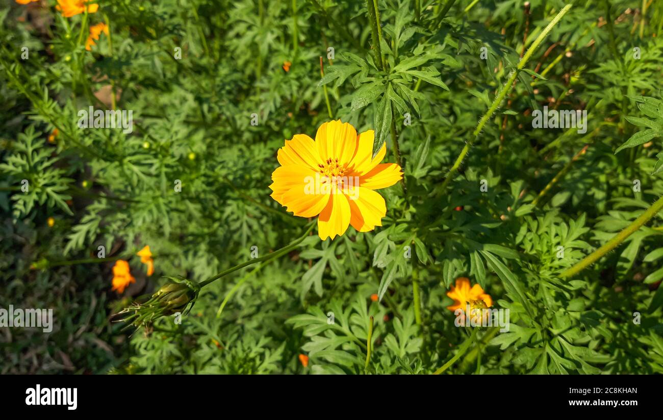 Marigold flower close hi-res stock photography and images - Alamy