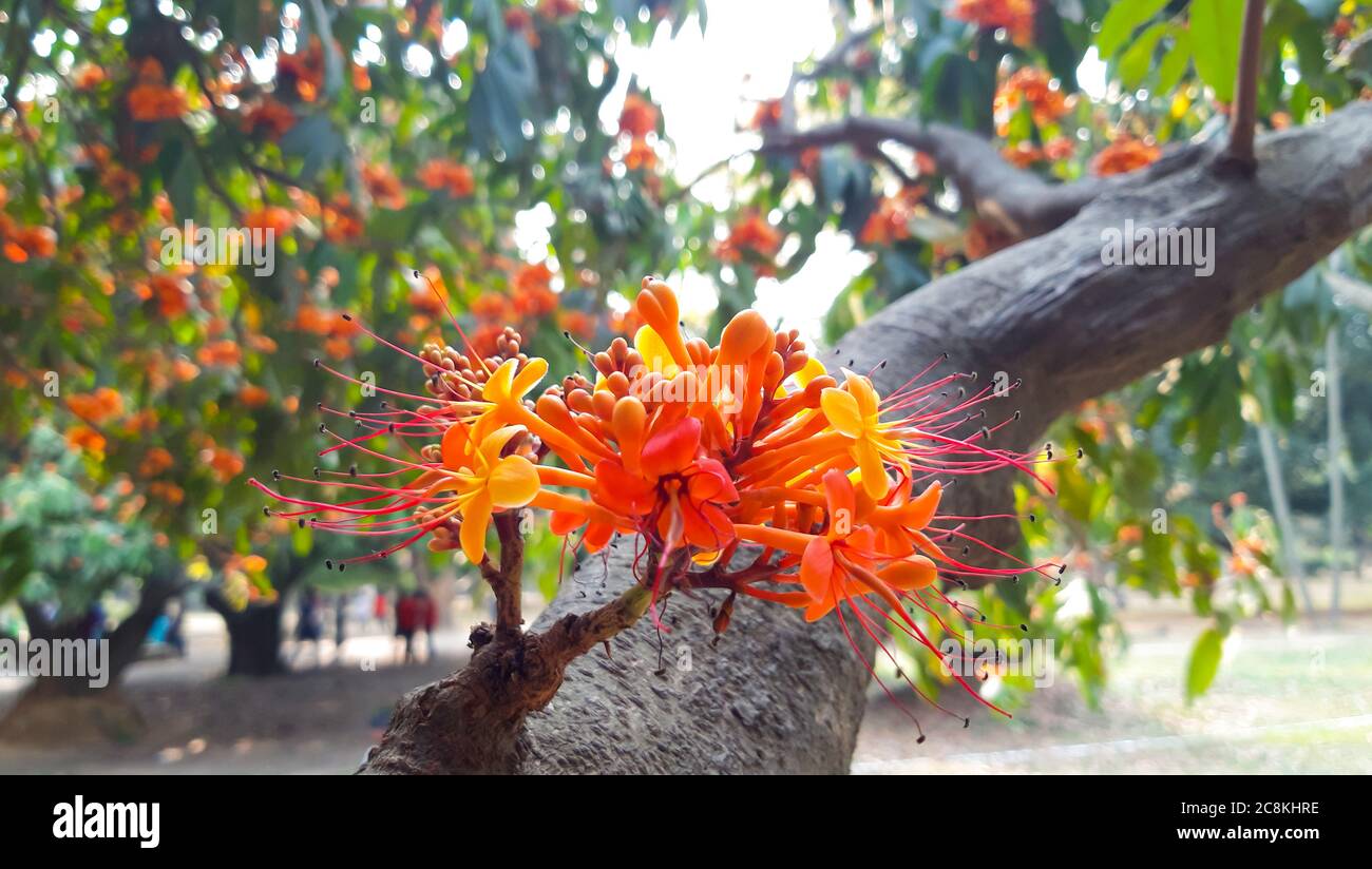 Ashoka tree hi-res stock photography and images - Alamy