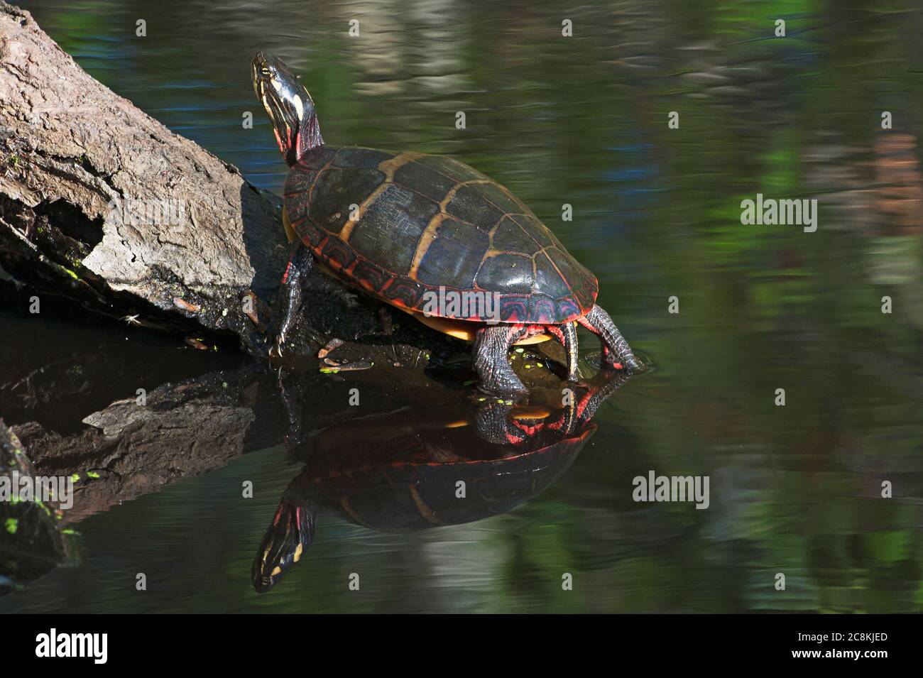 Painted turtle on log Stock Photo - Alamy
