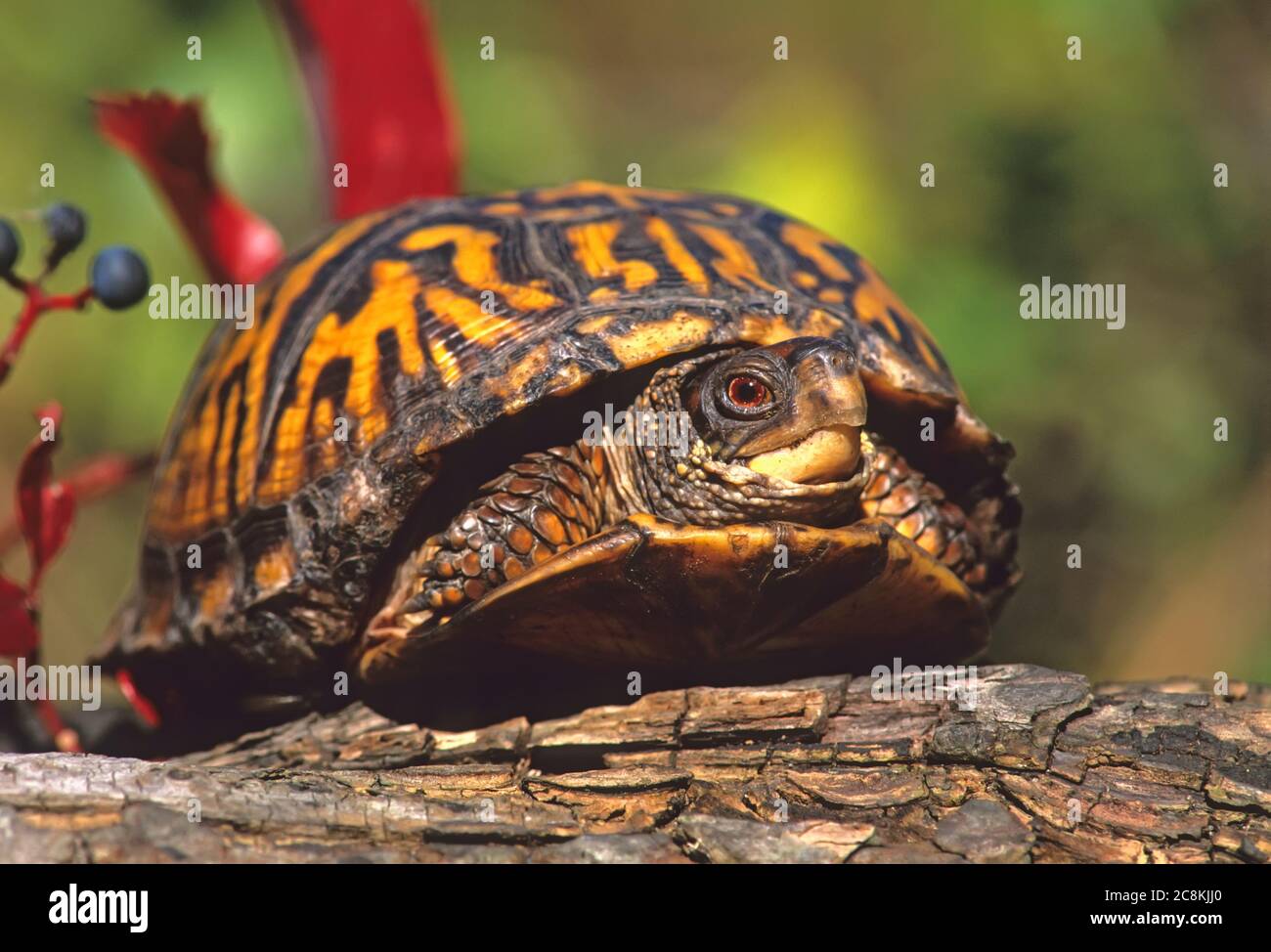 Eastern box turtle close-up Stock Photo - Alamy