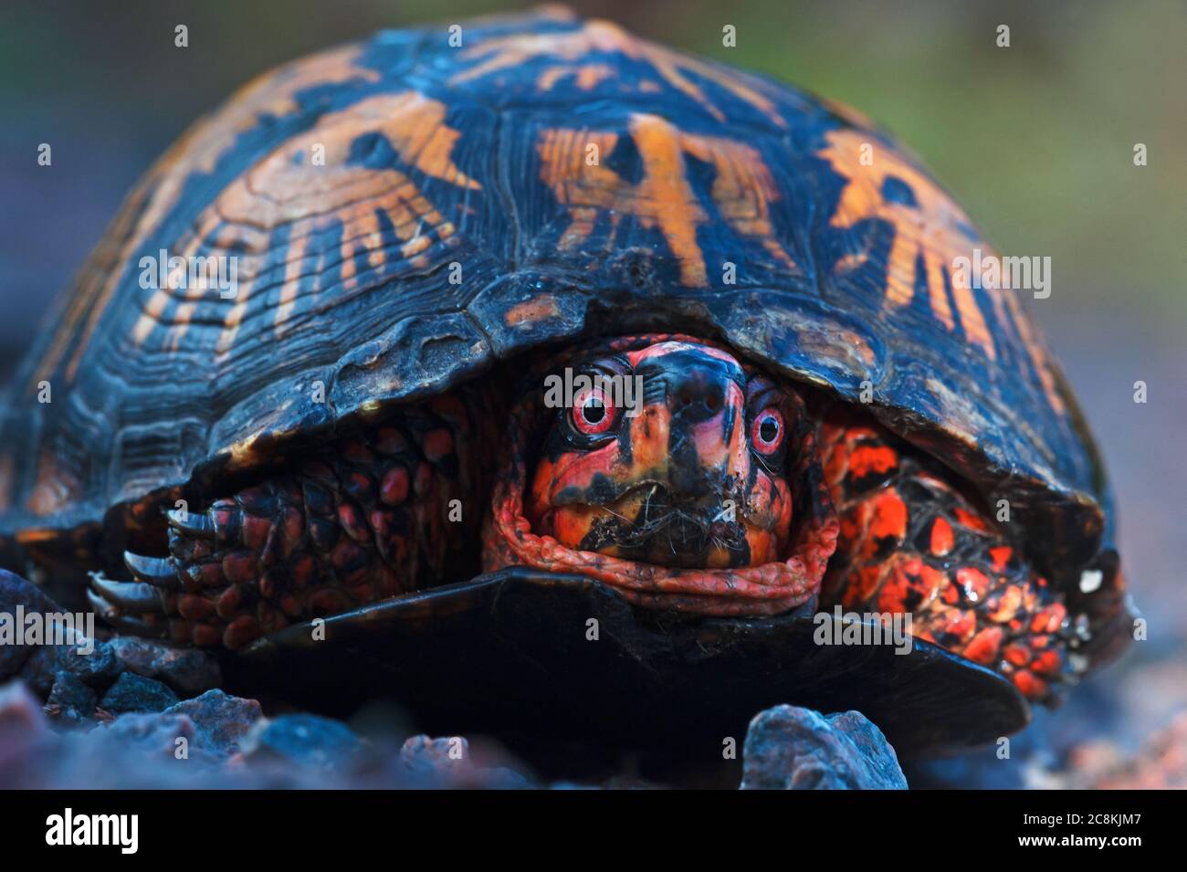 Close up eastern box hi-res stock photography and images - Alamy