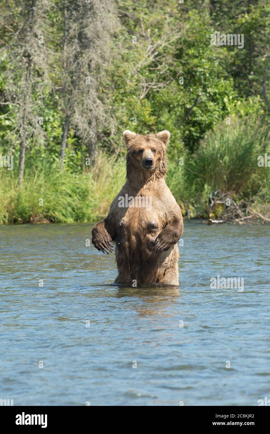 Large Alaskan brown bear sow on hind legs in the water of Brooks River ...