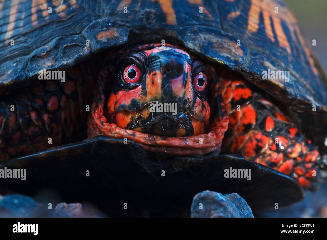 Eastern box turtle hi-res stock photography and images - Alamy