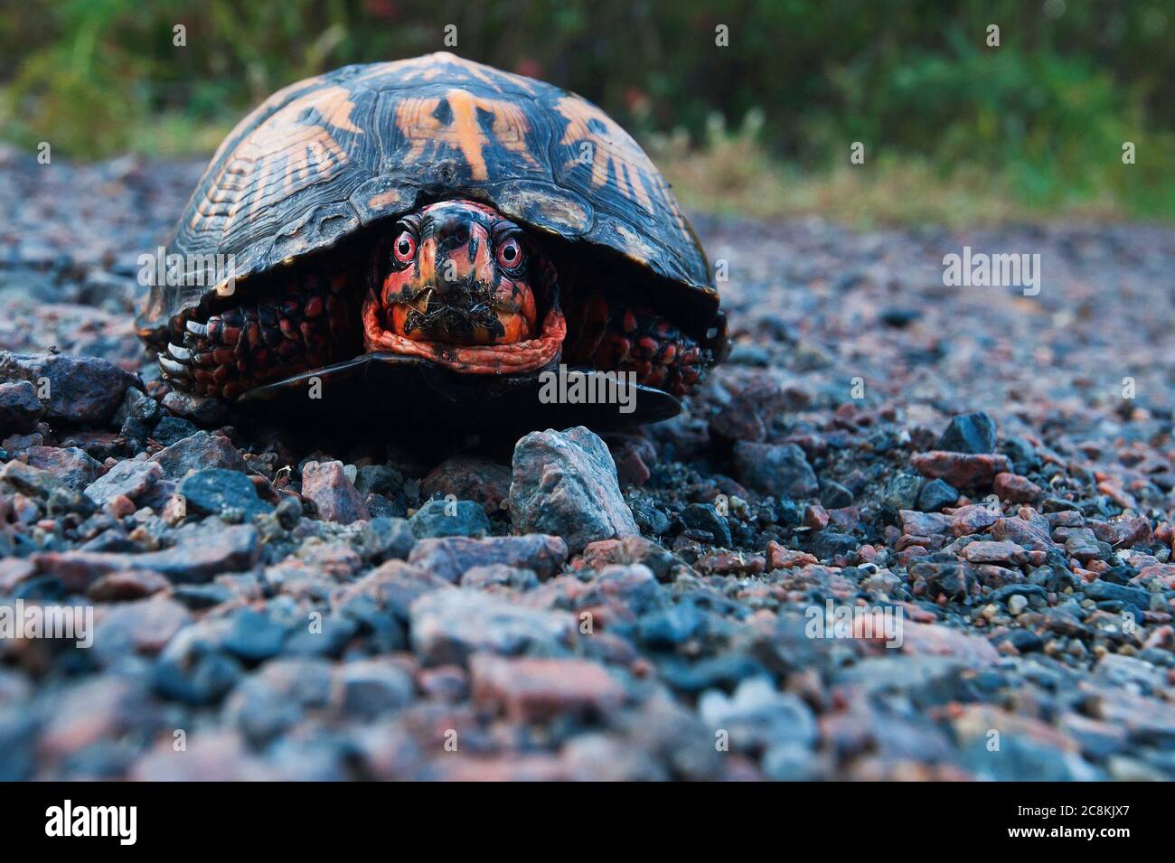 Eastern box turtle on gravel path Stock Photo - Alamy