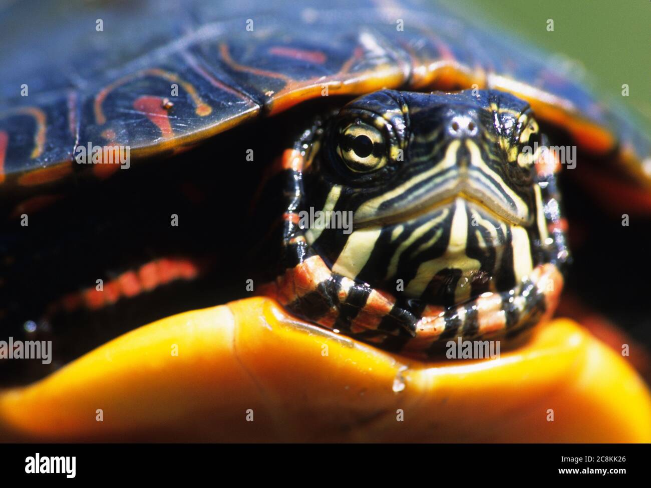 Painted turtle hi-res stock photography and images - Alamy