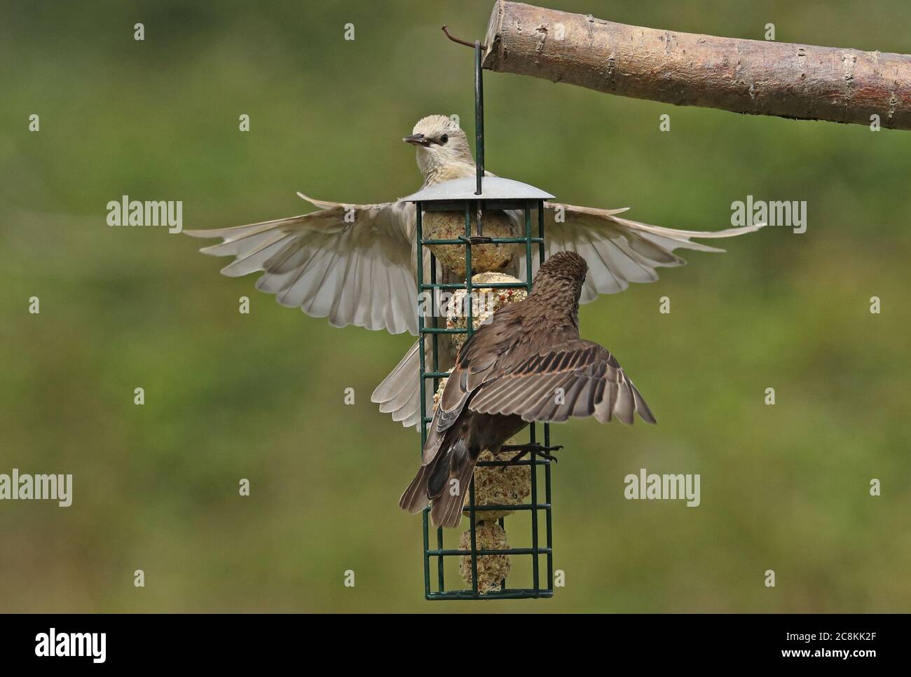 Common Starling (Sturnus vulgaris vulgaris) leucistic juvenile landing ...