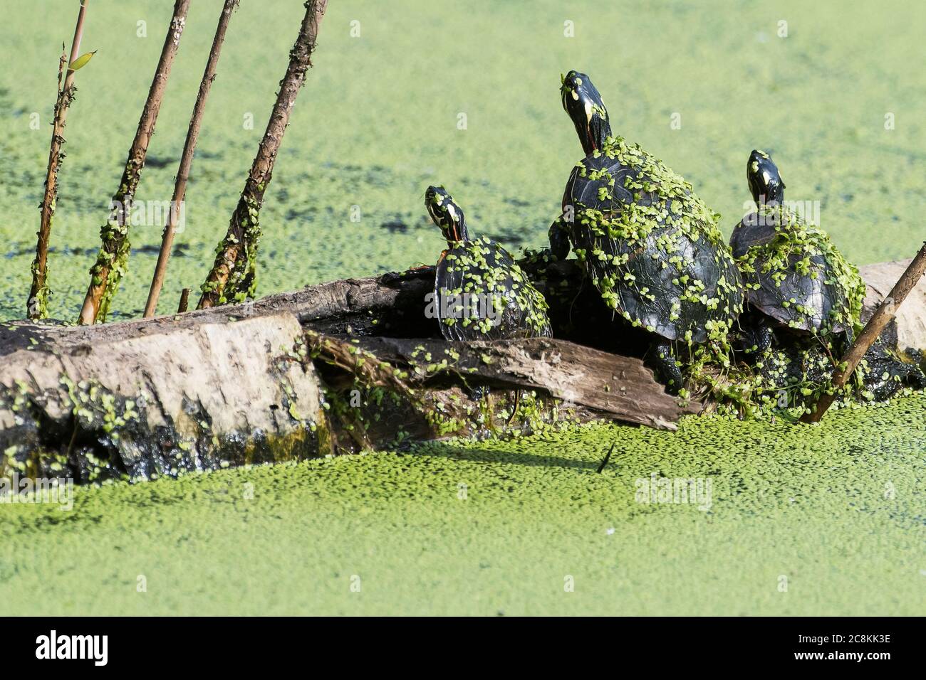 Painted turtle hi-res stock photography and images - Alamy