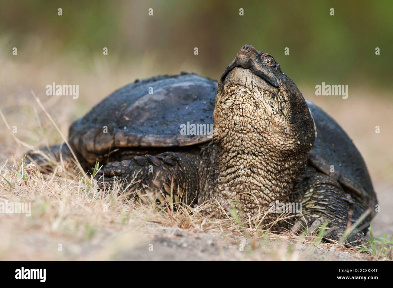Snapping turtles hi-res stock photography and images - Alamy