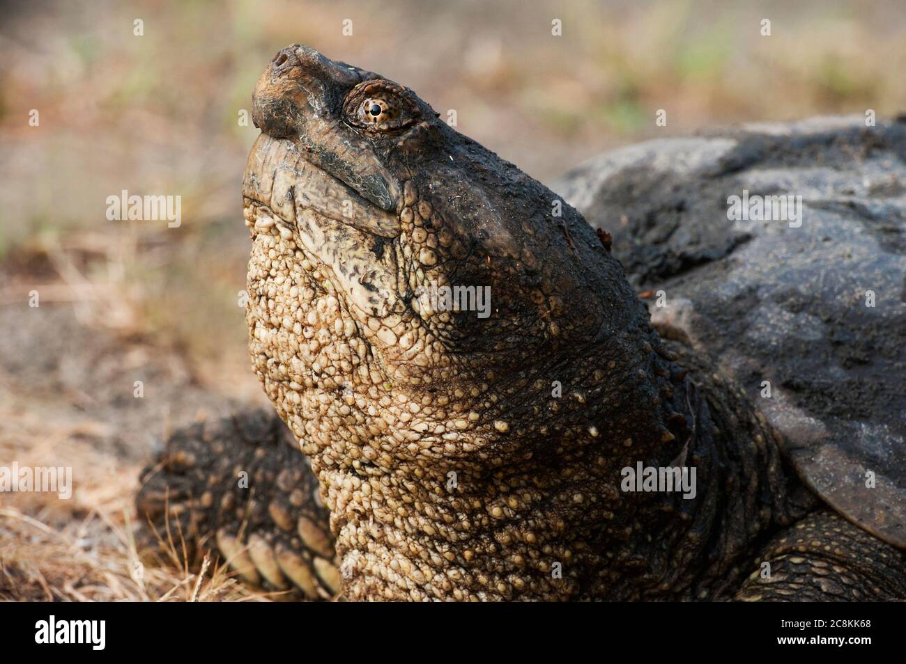 Eastern snapping turtle Stock Photo - Alamy