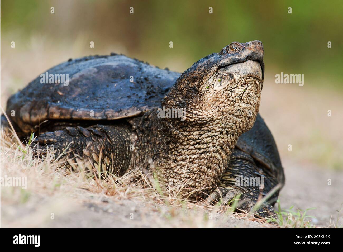 Eastern snapping turtle Stock Photo - Alamy
