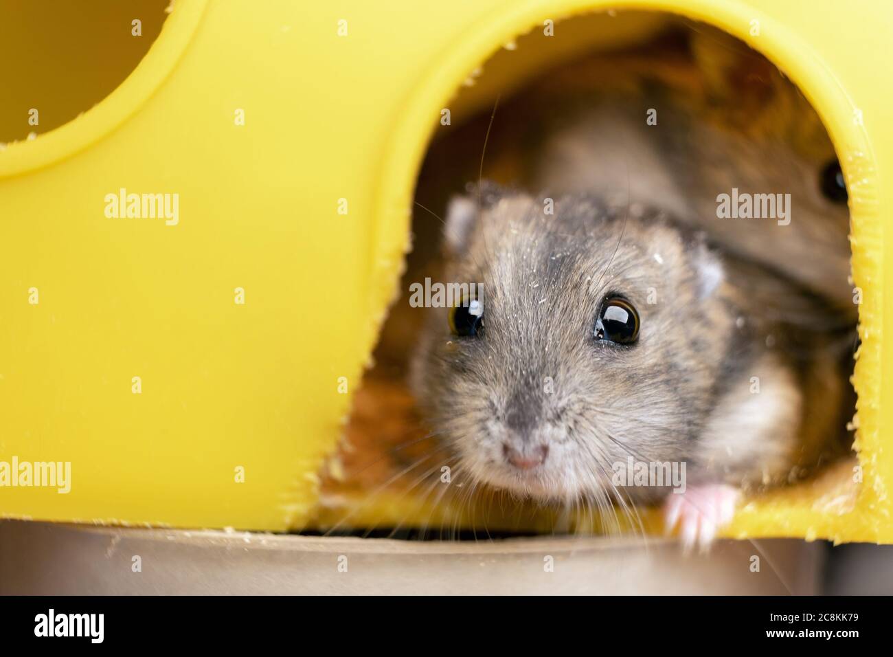 Campbell dwarf hamster hi-res stock photography and images - Alamy