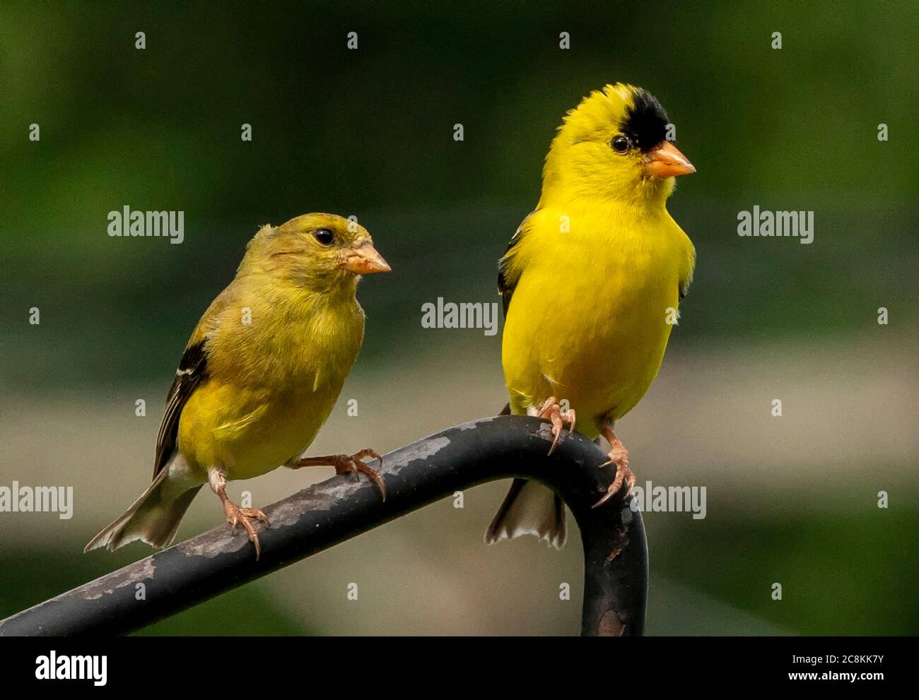 Yellow finches hi-res stock photography and images - Alamy