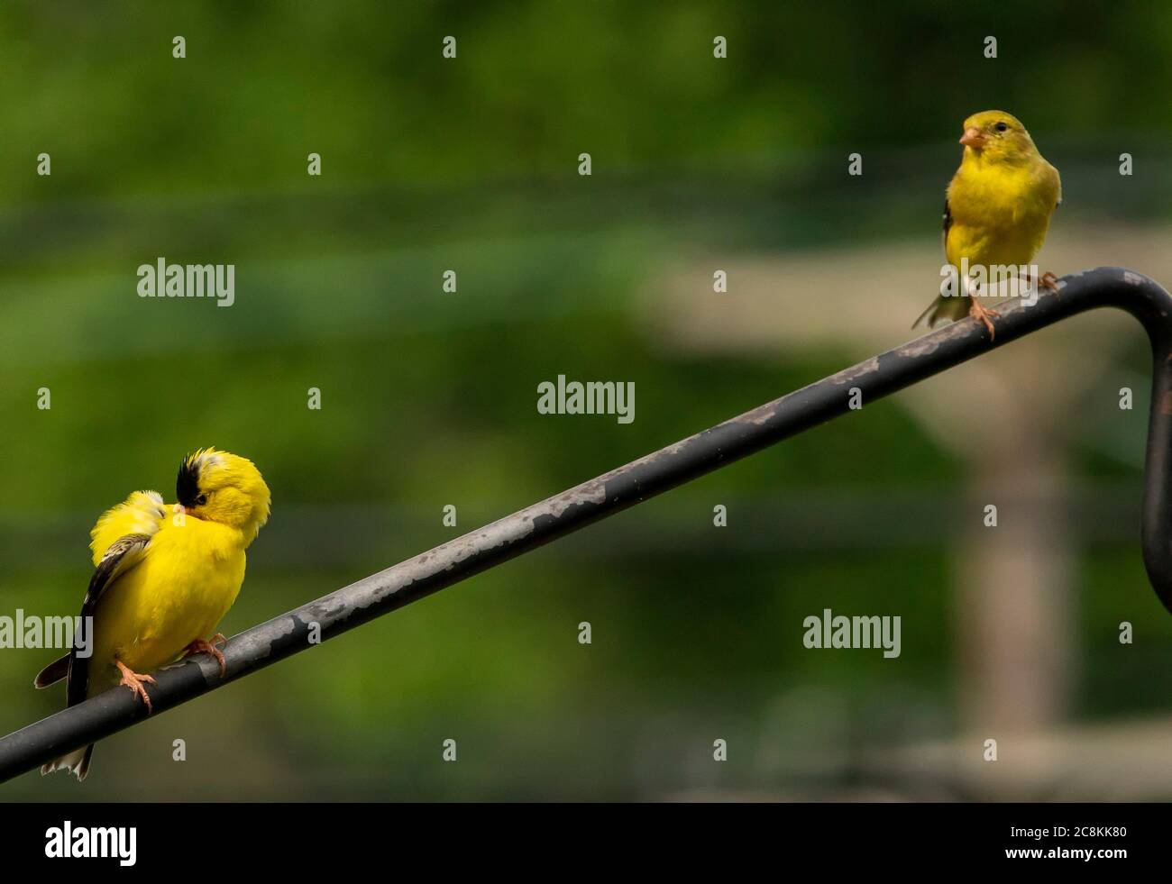 Two yellow birds practice social distancing Stock Photo - Alamy