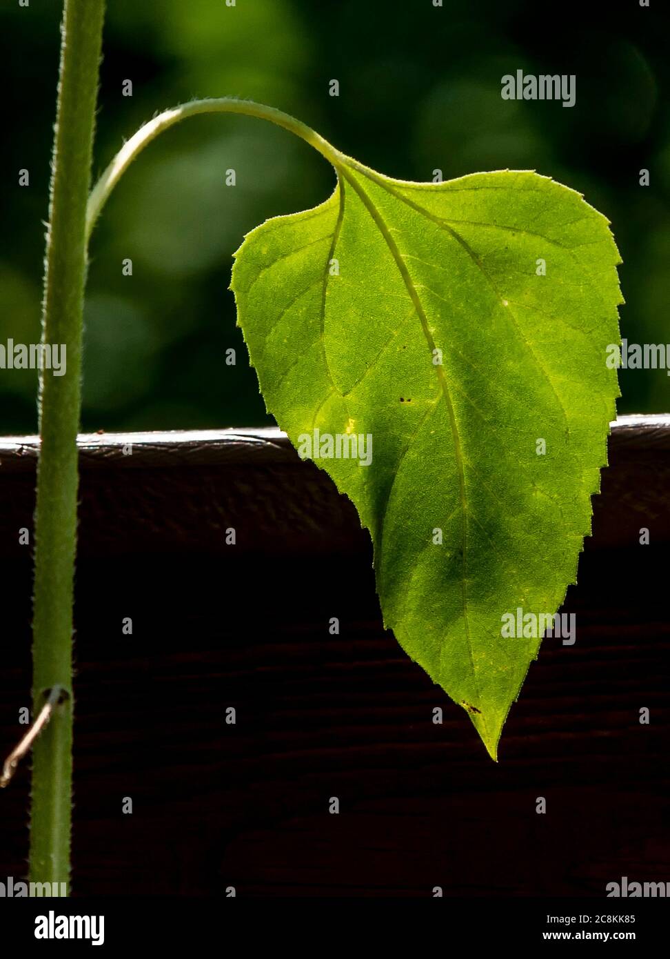 Drooping leaf of a Sunflower.Sunflower Stock Photo - Alamy