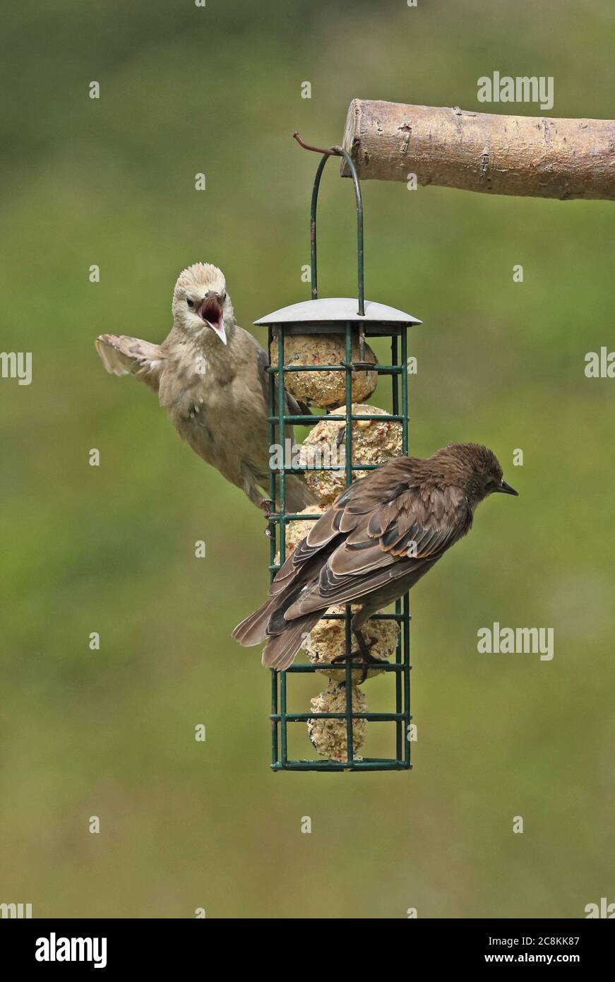 Leucistic starling hi-res stock photography and images - Alamy