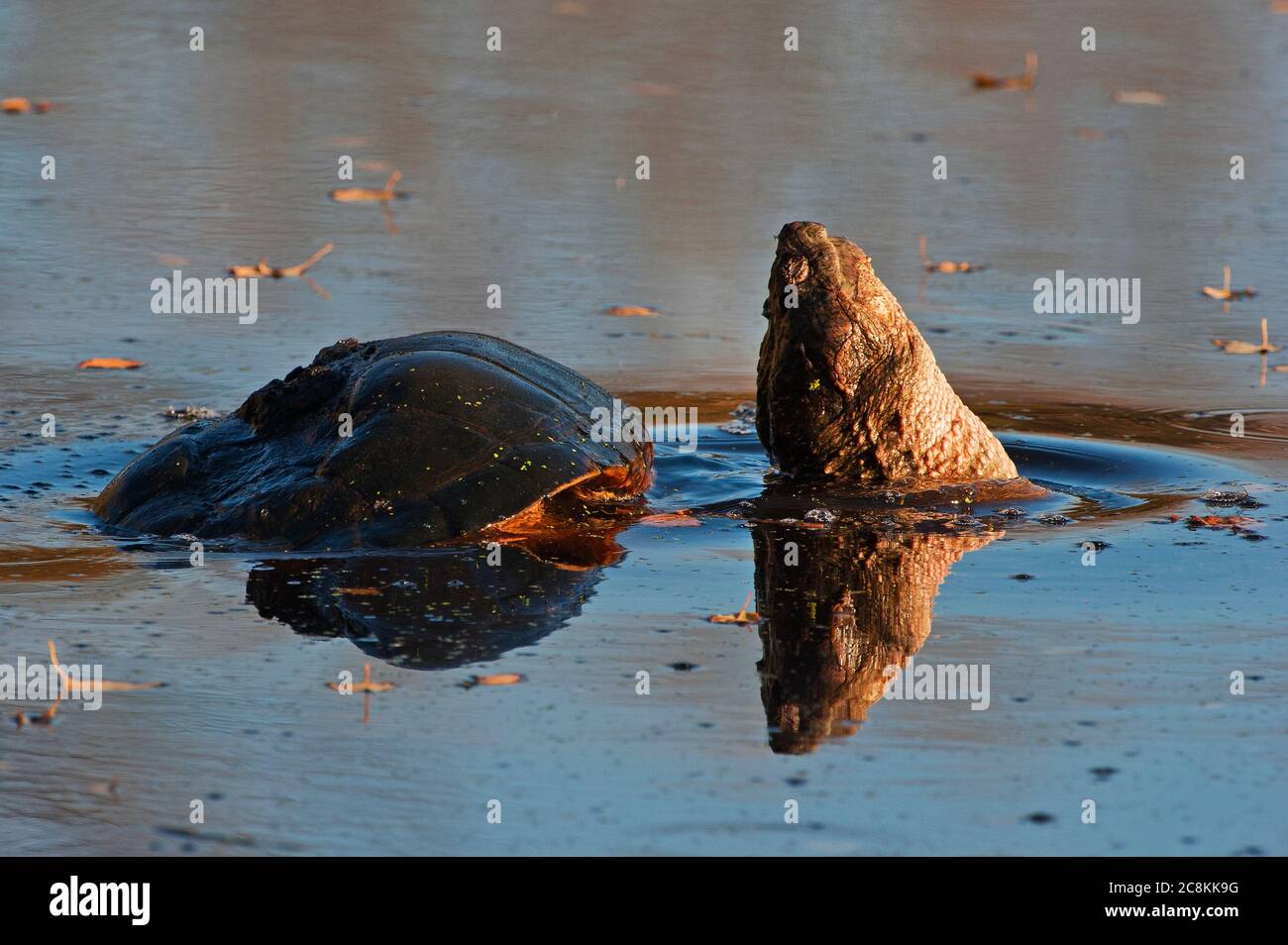 Turtles Mating High Resolution Stock Photography and Images - Alamy
