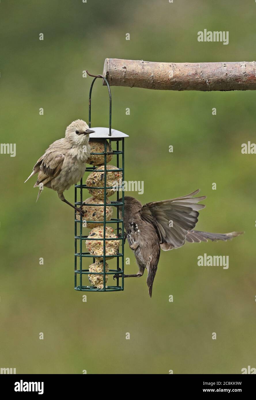 Common Starling (Sturnus vulgaris vulgaris) juveniles feeding on fat ...