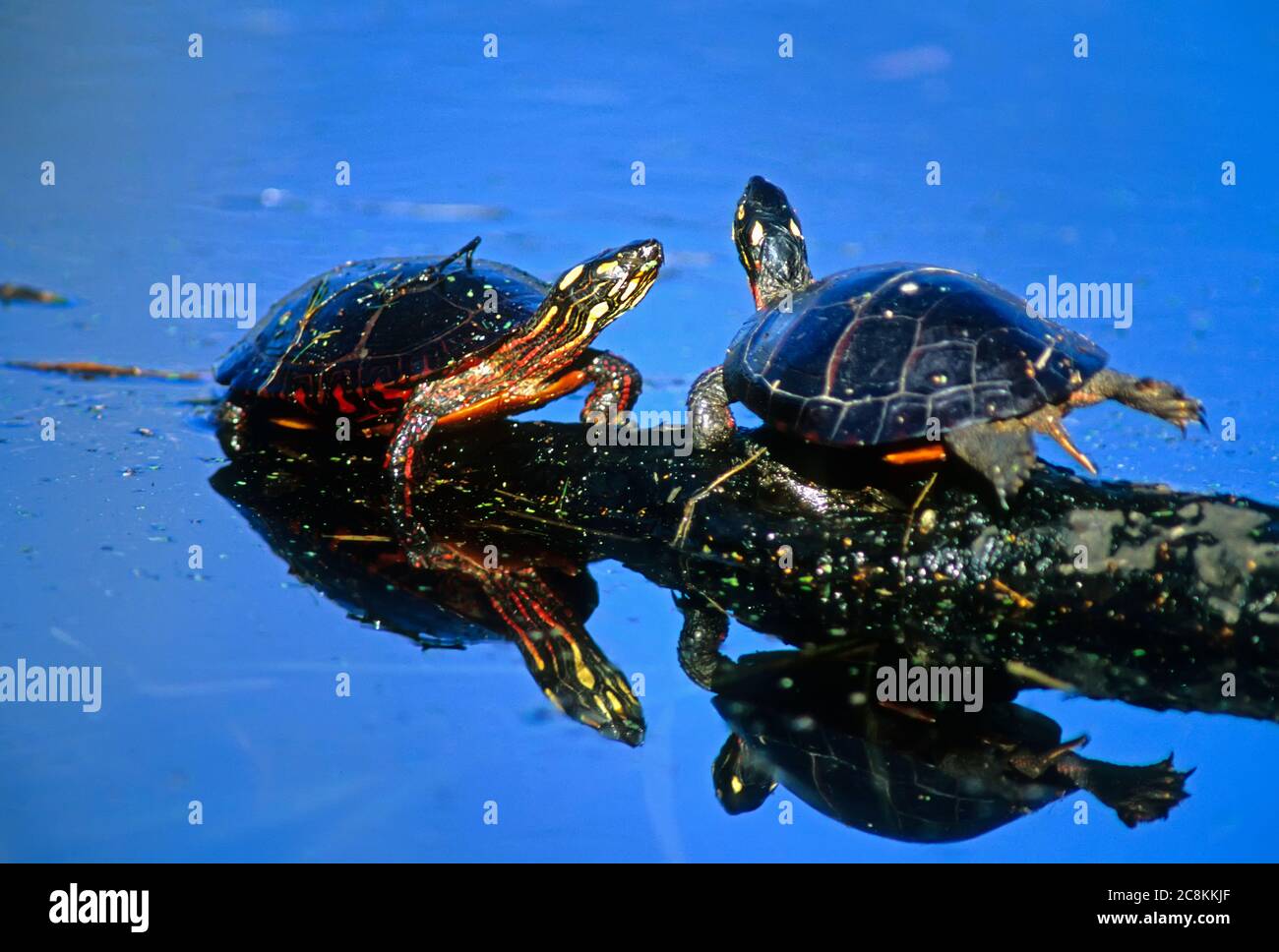 Two painted turtles Stock Photo - Alamy