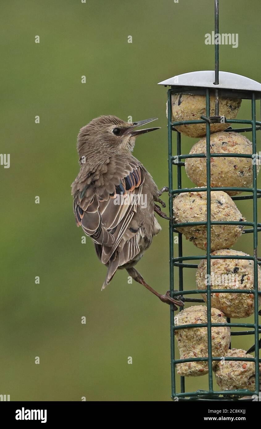 Common Starling (Sturnus vulgaris vulgaris) juveniles feeding on fat ...