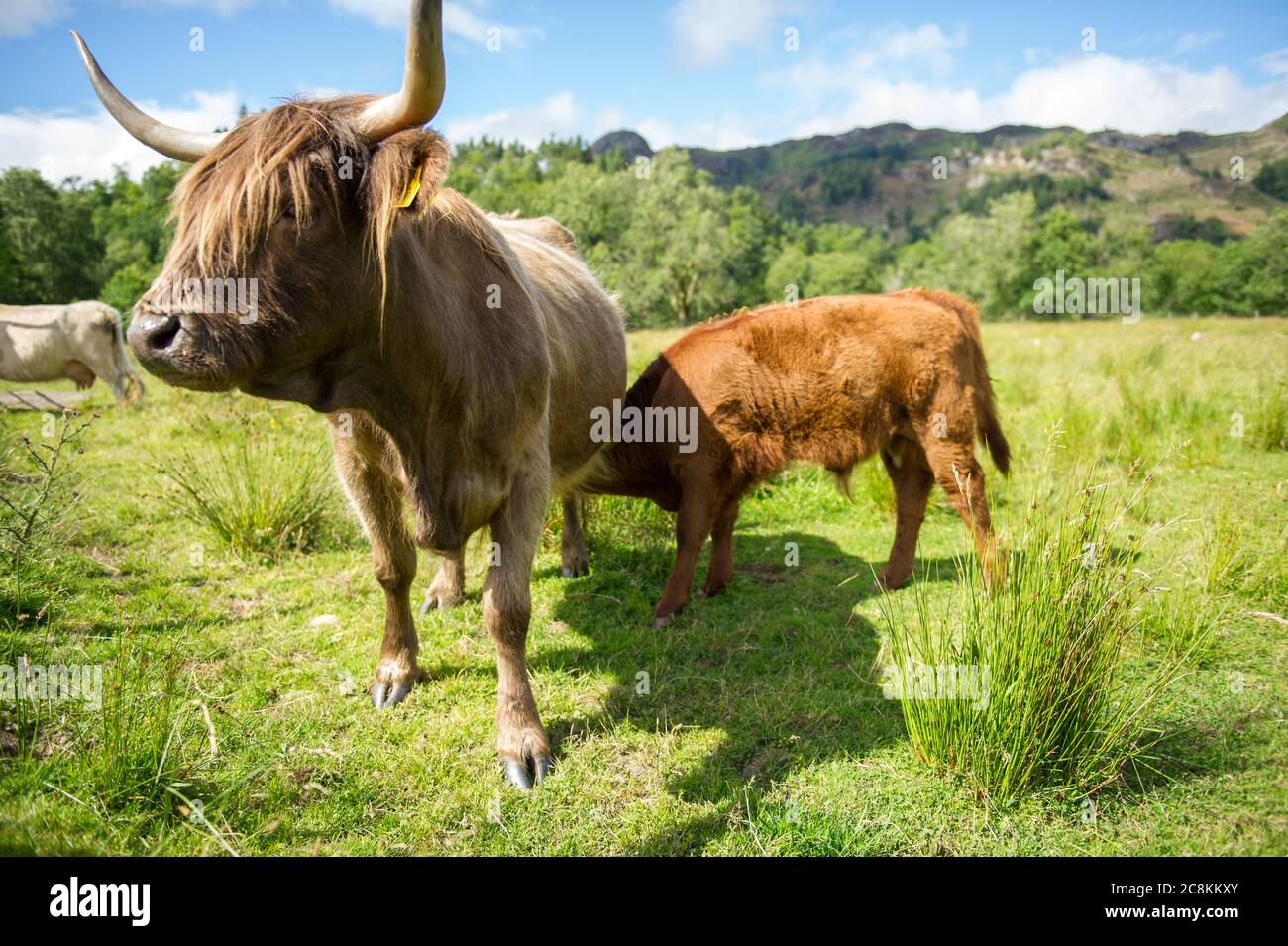 Loch Achray, Lochlomond and trossachs National Park, Scotland, UK. 19 ...