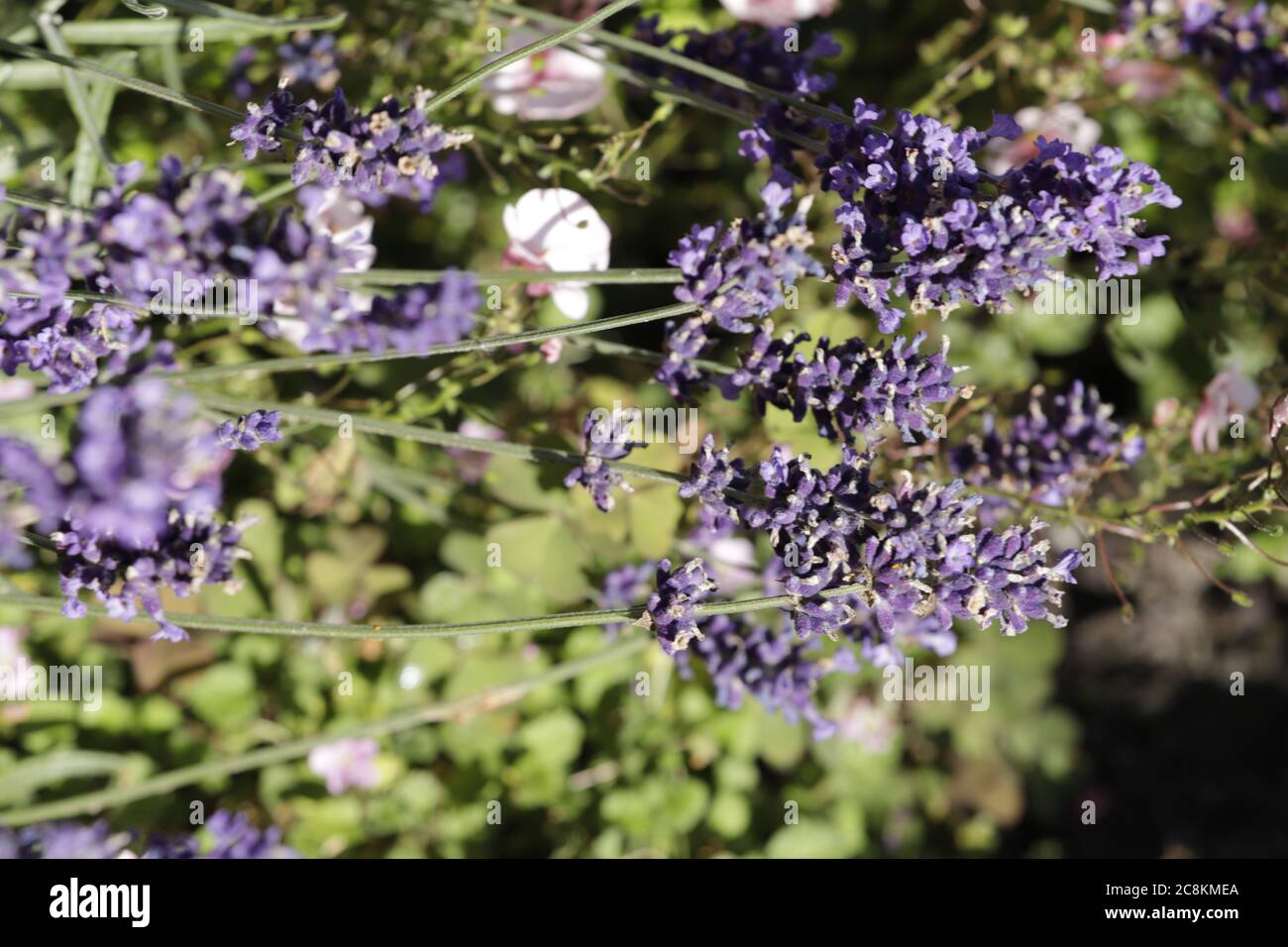 Close up of lavender flowers Stock Photo - Alamy