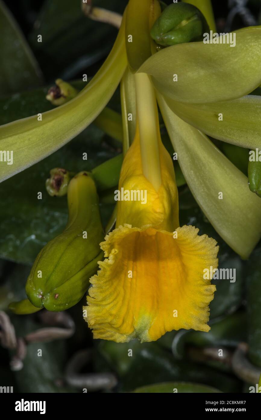 Vanilla planifolia sweet hi-res stock photography and images - Alamy