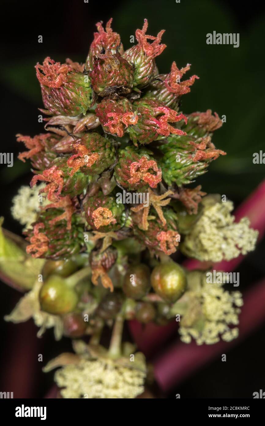 Inflorescence of Castor Bean or Castor Oil Plant (Ricinus communis ...