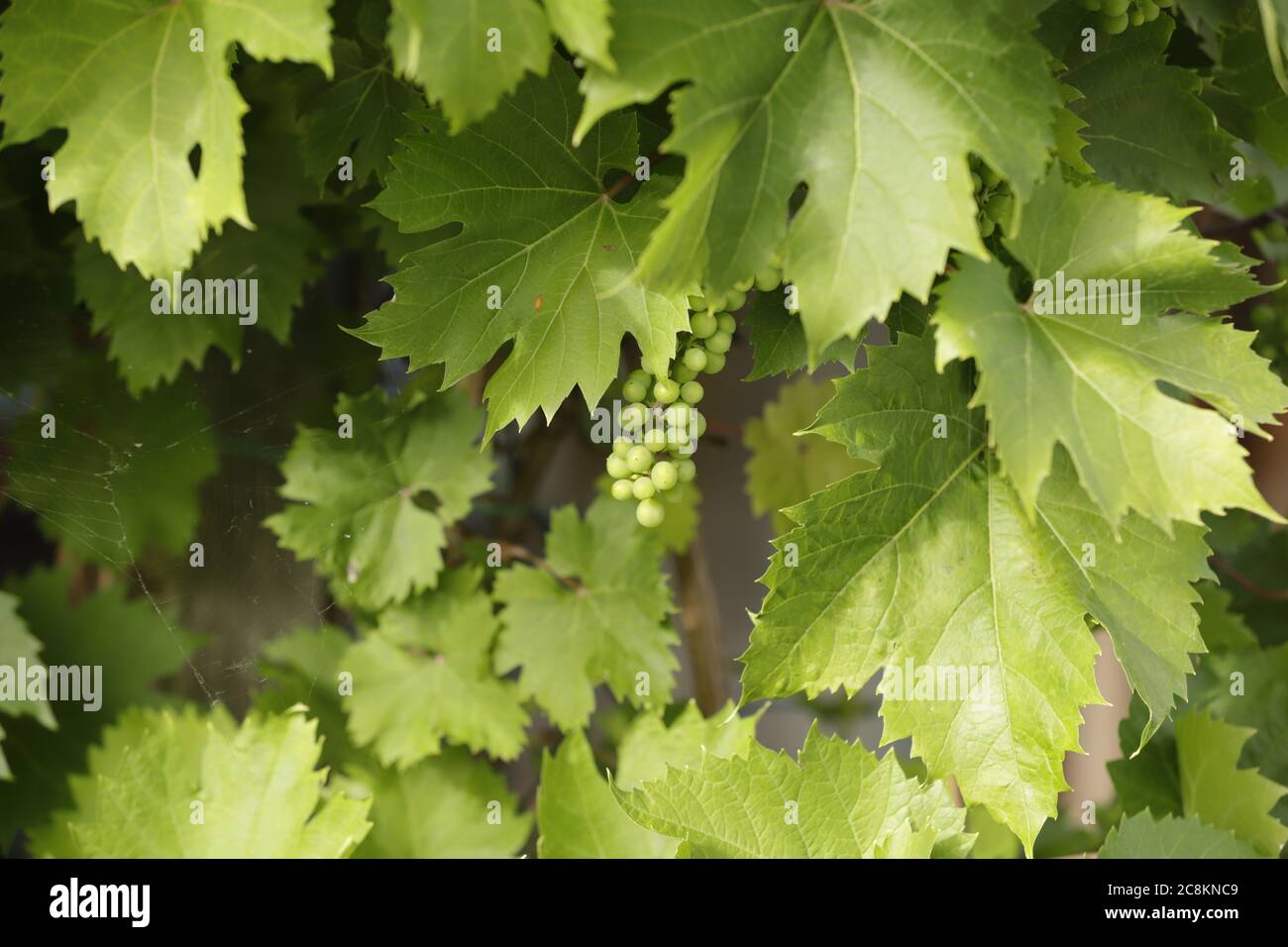 Little green grapes growing on a bush Stock Photo - Alamy