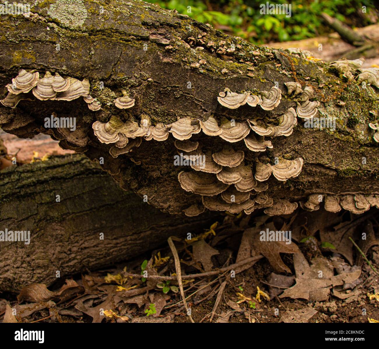 Dead Log Lying Along the Ground Surrounded by Dead Leaves Covered With ...