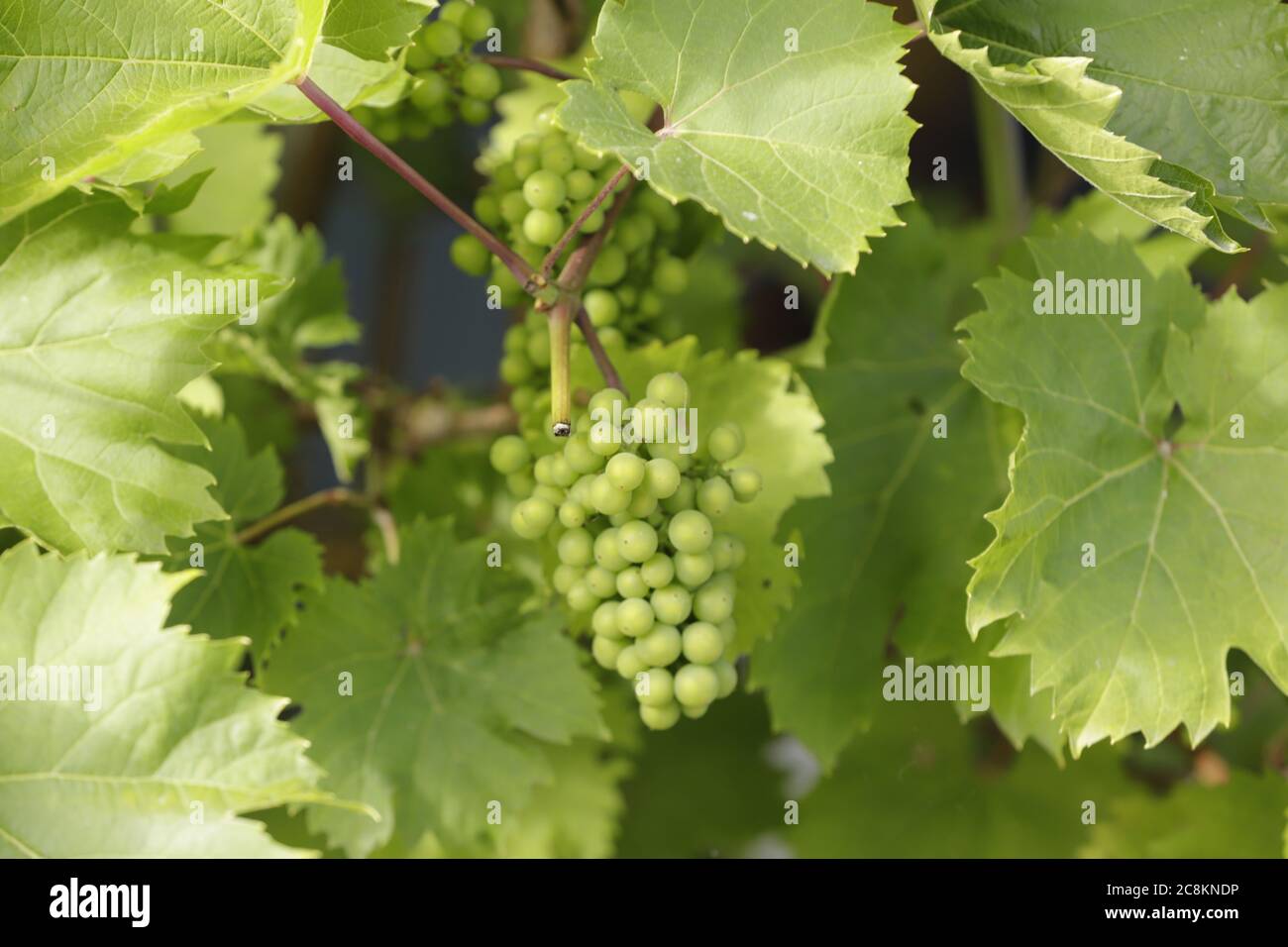 Little green grapes growing on a bush Stock Photo - Alamy