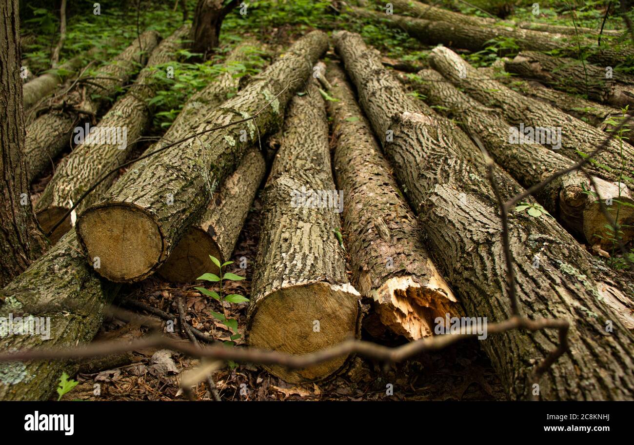 Log cabin cluster hi-res stock photography and images - Alamy