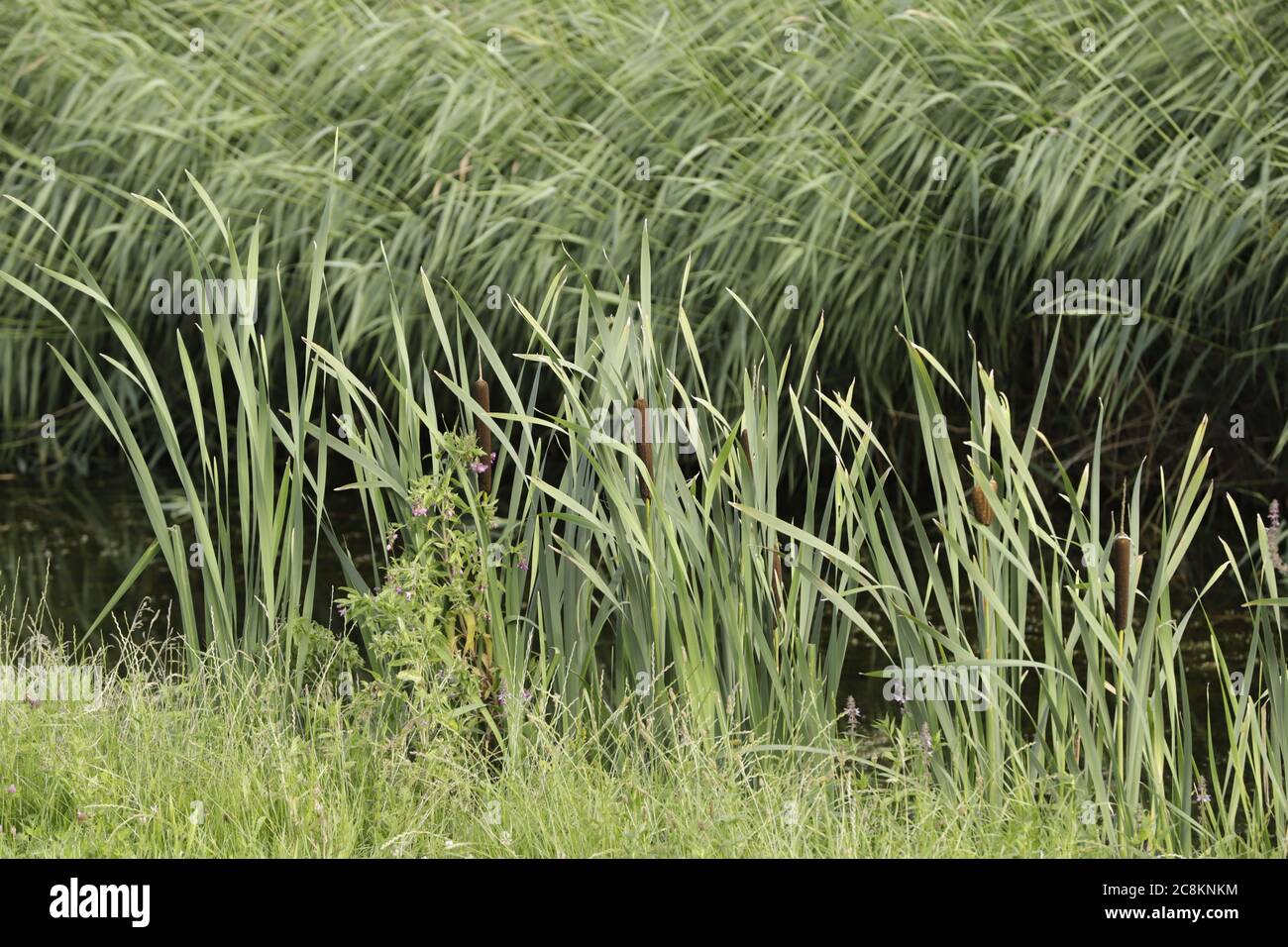 Bulrush Flower High Resolution Stock Photography and Images - Alamy