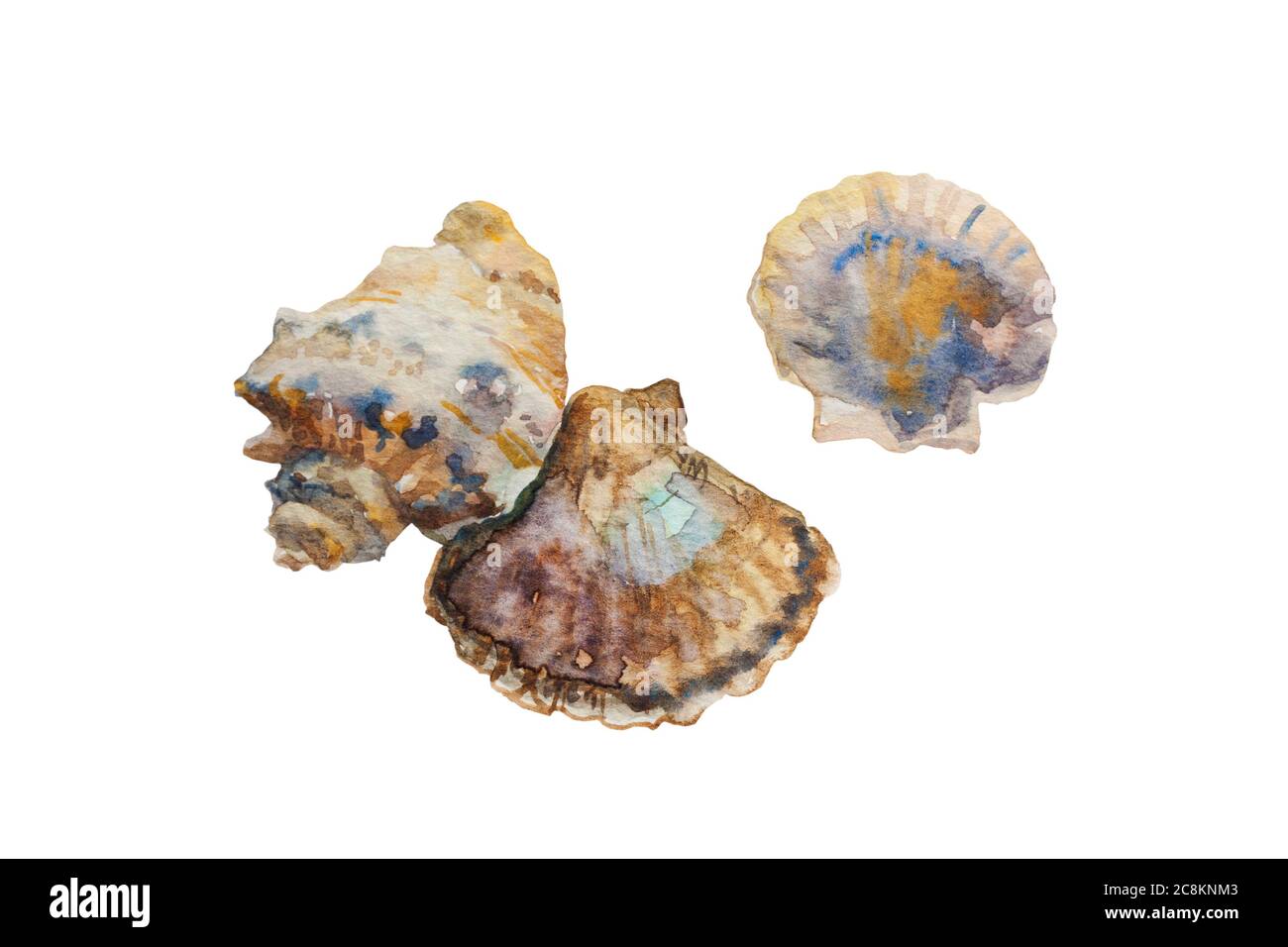 Watercolor scallop and rapana seashells. Realistic color illustration ...