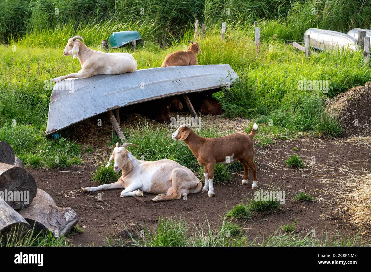 Goats by boat hi-res stock photography and images - Alamy